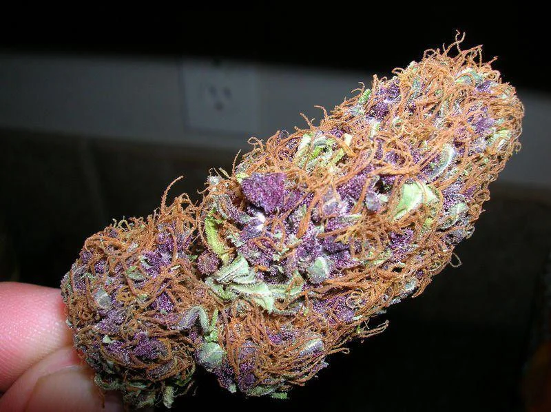 Strain Review: Purple Elephant • Puff Wow